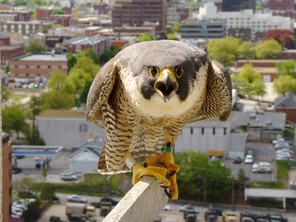 NH Audubon to hosts Resilient Raptors webinar series | News, Sports ...